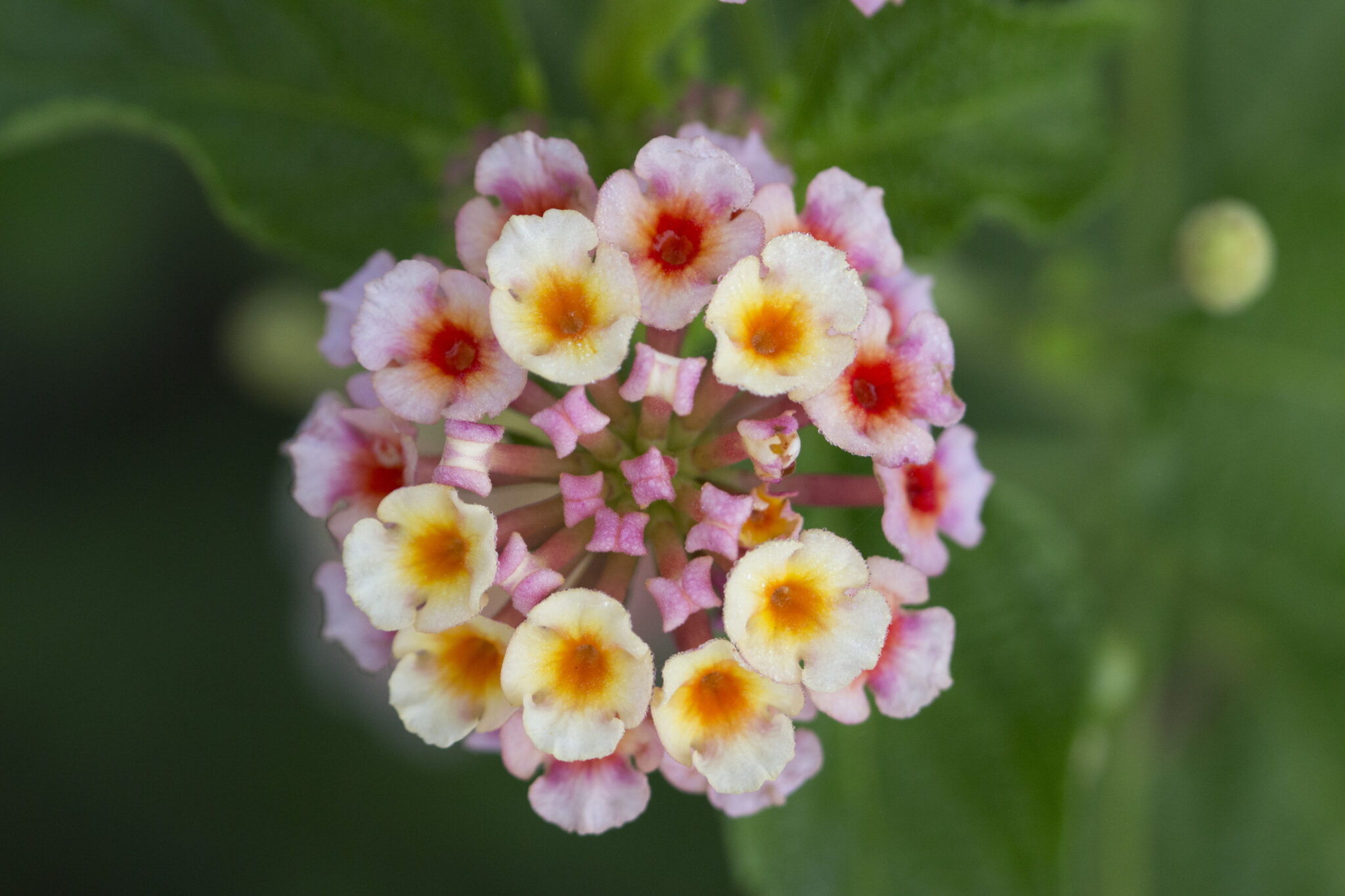 Simbologia das Flores e Seus Significados.